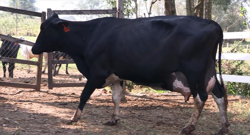 Embral Leilões - Especializada em Leilões do Segmento Rural