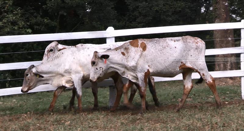 Embral Leilões - Especializada em Leilões do Segmento Rural